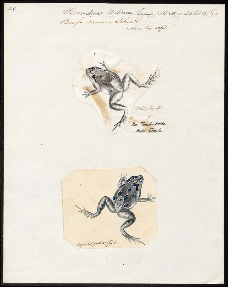 Wonderful Vintage Frog Illustrations To Print For Free - Picture Box Blue