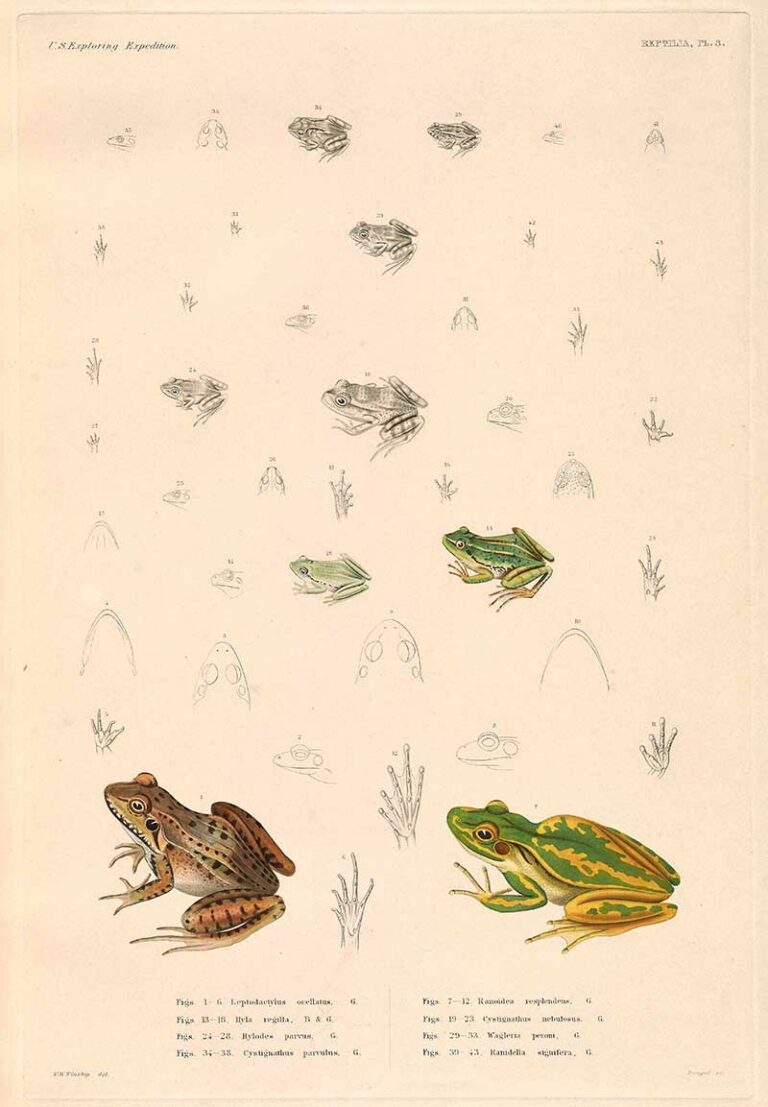 Wonderful Vintage Frog Illustrations To Print For Free - Picture Box Blue