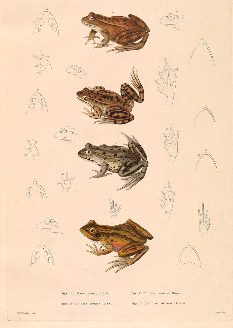 Wonderful Vintage Frog Illustrations To Print For Free - Picture Box Blue