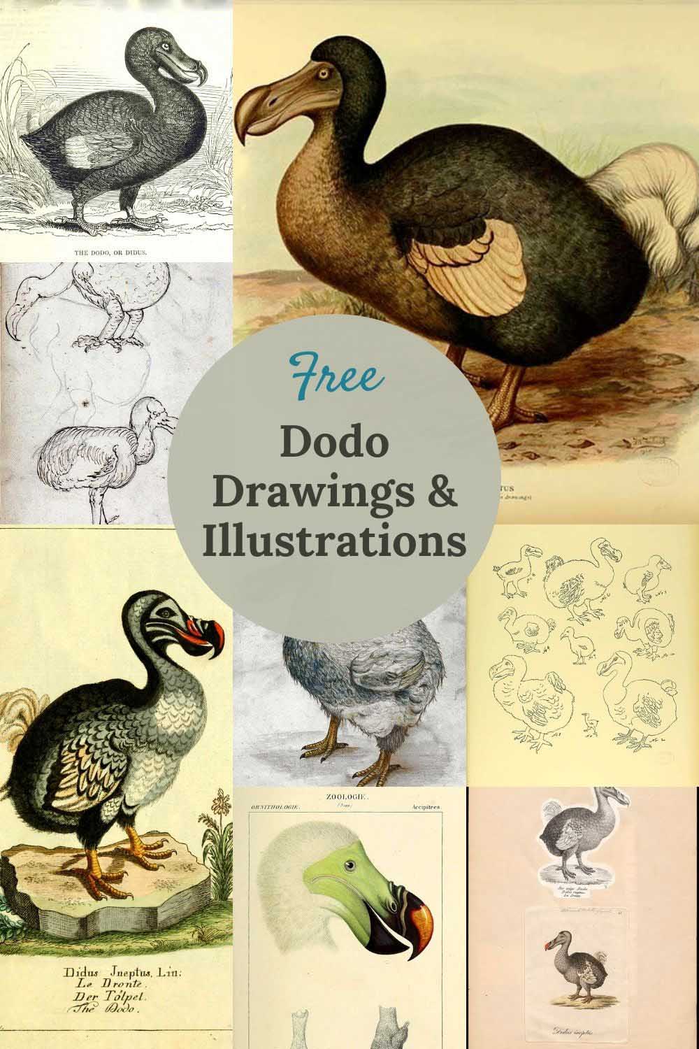 16 Free Dodo Drawings and Illustrations of The Bird - Picture Box Blue