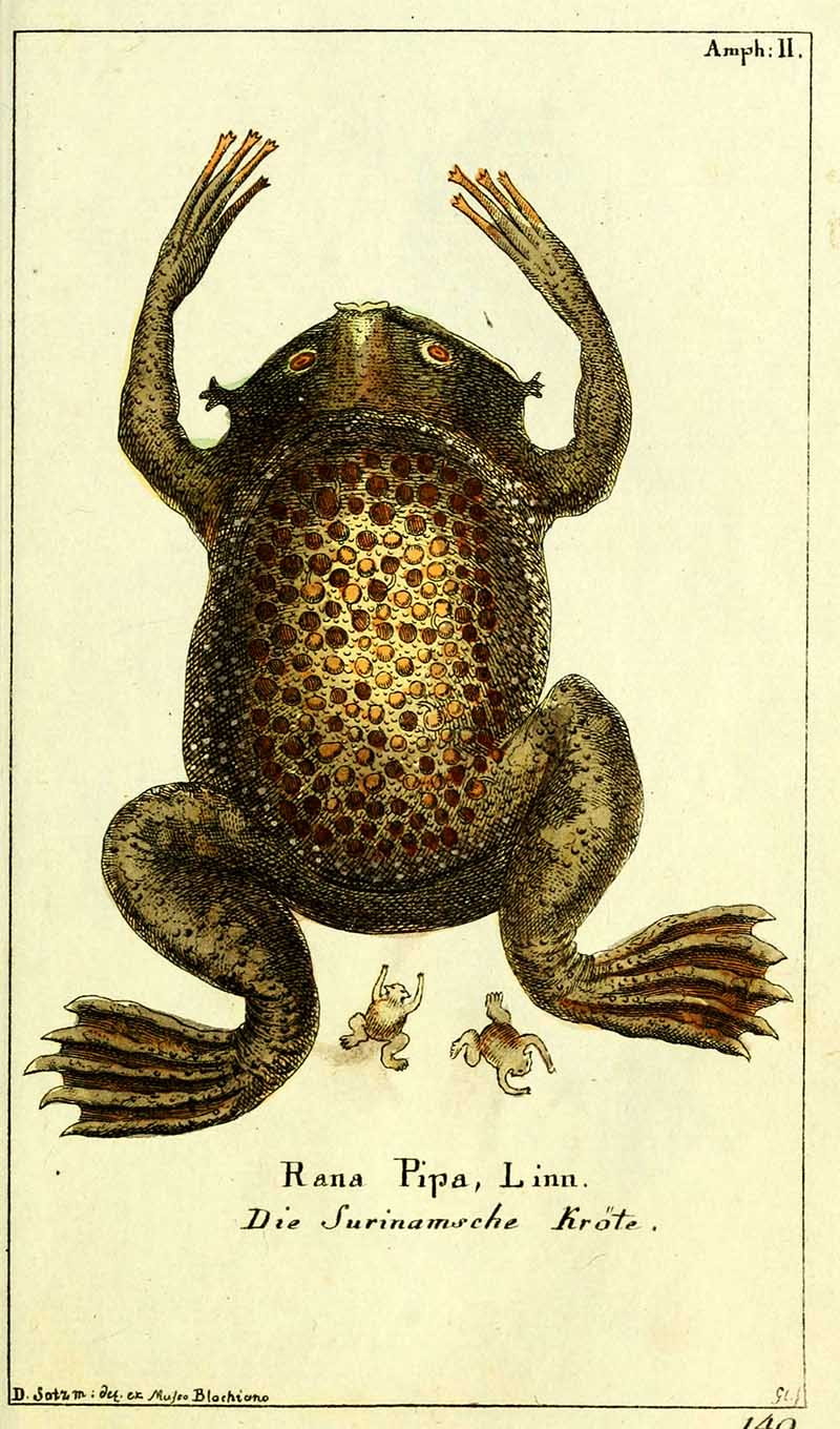 Wonderful Vintage Frog Illustrations To Print For Free - Picture Box Blue