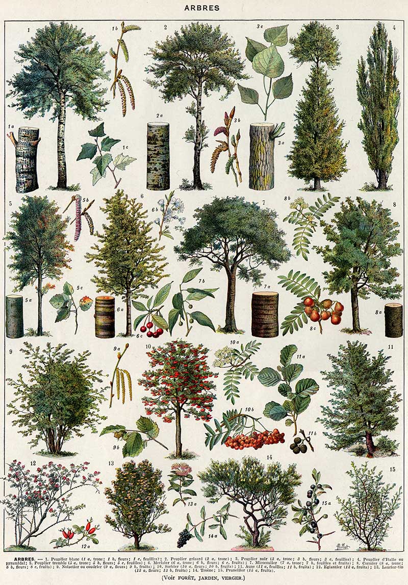Stunning Free Tree Posters From Larousse - Picture Box Blue