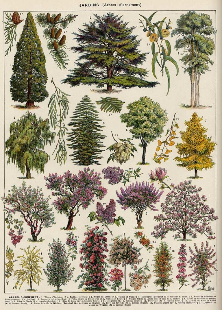 Stunning Free Tree Posters From Larousse - Picture Box Blue