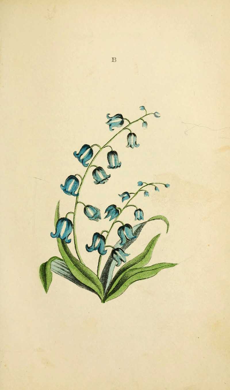Beautiful Bluebell Illustrations to Print For Free - Picture Box Blue