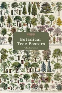 Stunning Free Tree Posters From Larousse - Picture Box Blue