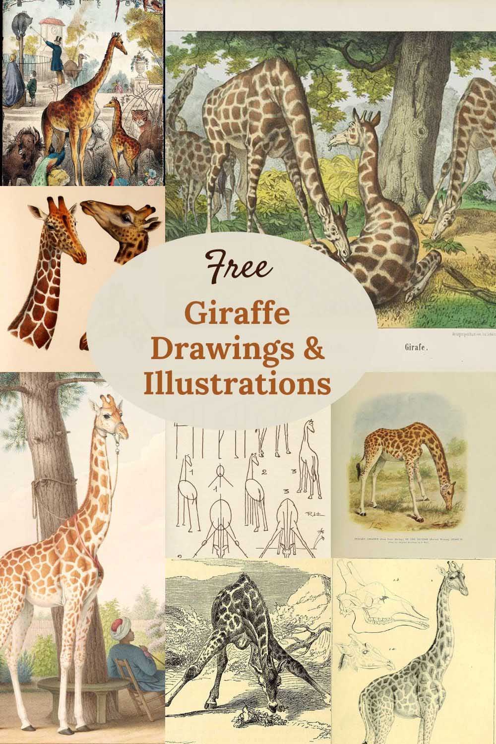 Copyright-Free Giraffe Drawings and Illustrations - Picture Box Blue