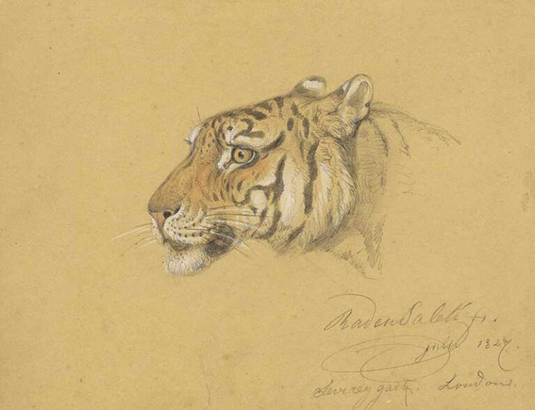 26 Amazing Free Vintage Tiger Illustrations and Drawings - Picture Box Blue