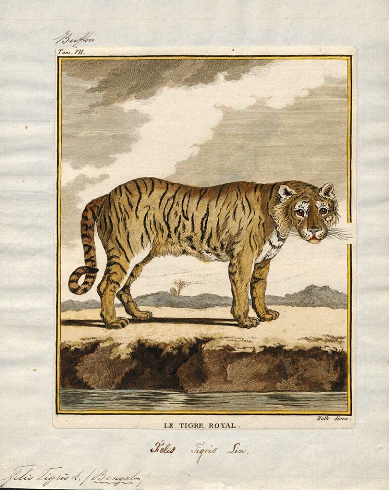 26 Amazing Free Vintage Tiger Illustrations and Drawings - Picture Box Blue