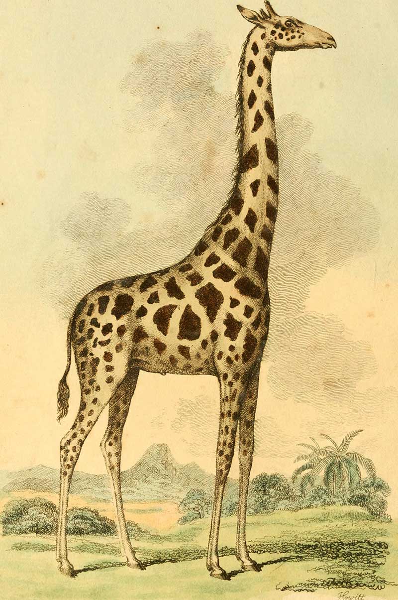 Copyright-Free Giraffe Drawings and Illustrations - Picture Box Blue