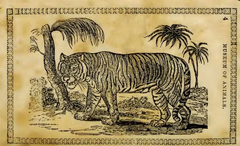 27 Amazing Free Vintage Tiger Illustrations and Drawings - Picture Box Blue