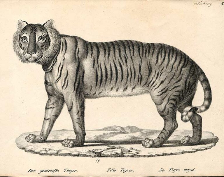 26 Amazing Free Vintage Tiger Illustrations and Drawings - Picture Box Blue