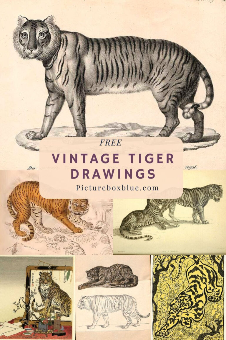 26 Amazing Free Vintage Tiger Illustrations and Drawings - Picture Box Blue