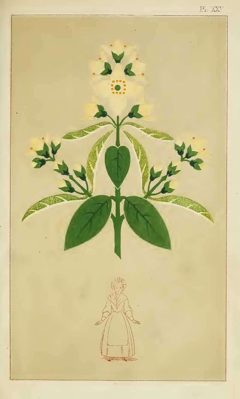 Free Decorative Christopher Dresser Design Prints - Picture Box Blue