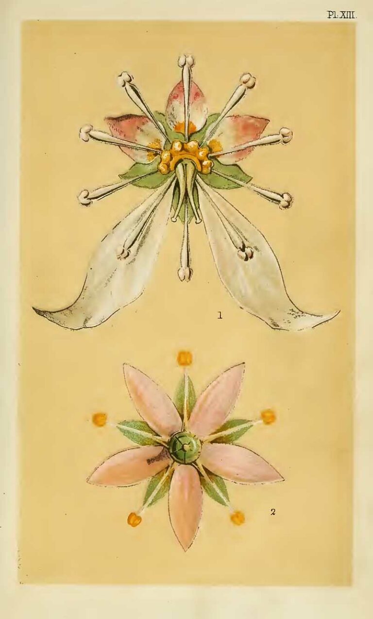 Free Decorative Christopher Dresser Design Prints - Picture Box Blue