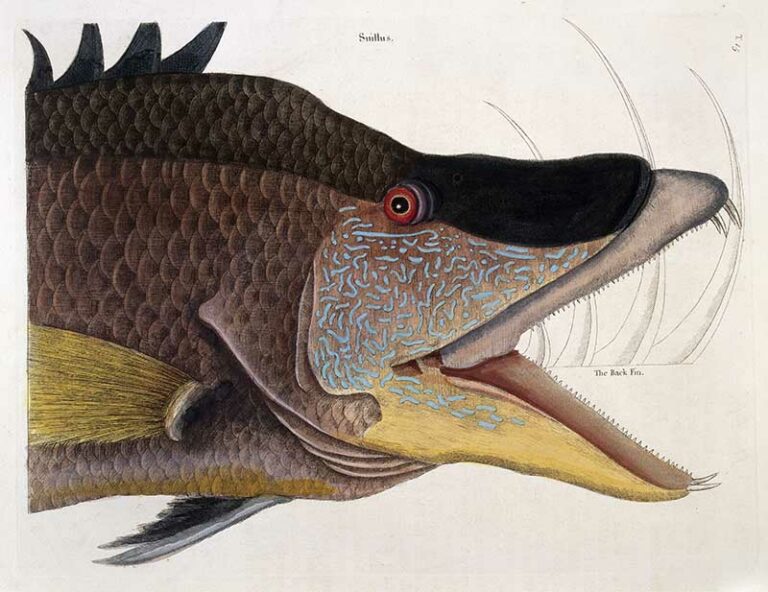 Beautiful Natual History Mark Catesby Prints in the Public Domain ...