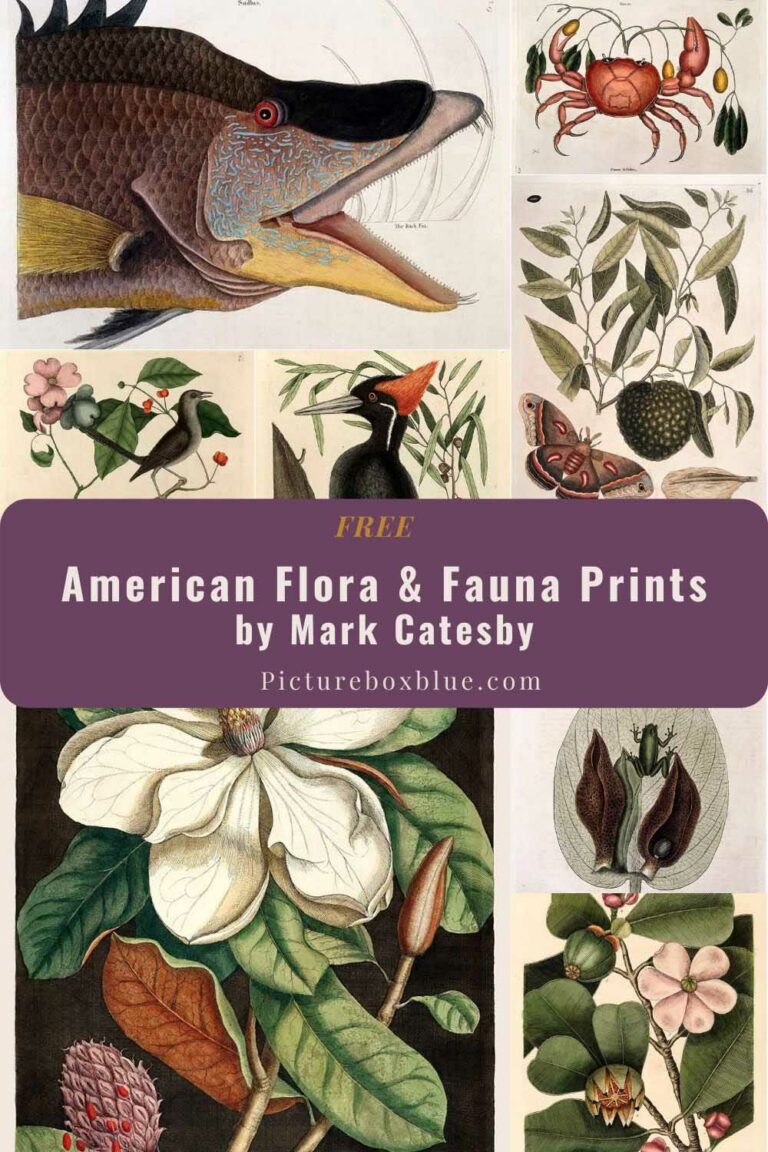 Beautiful Natual History Mark Catesby Prints in the Public Domain ...