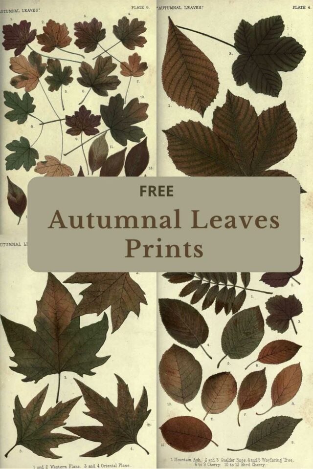 Vintage Printable Fall / Autumn Leaves Charts - Picture Box Blue