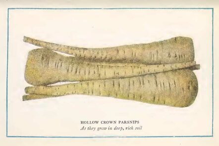 27 Free Vintage Vegetable Illustrations & Prints To Download - Picture ...