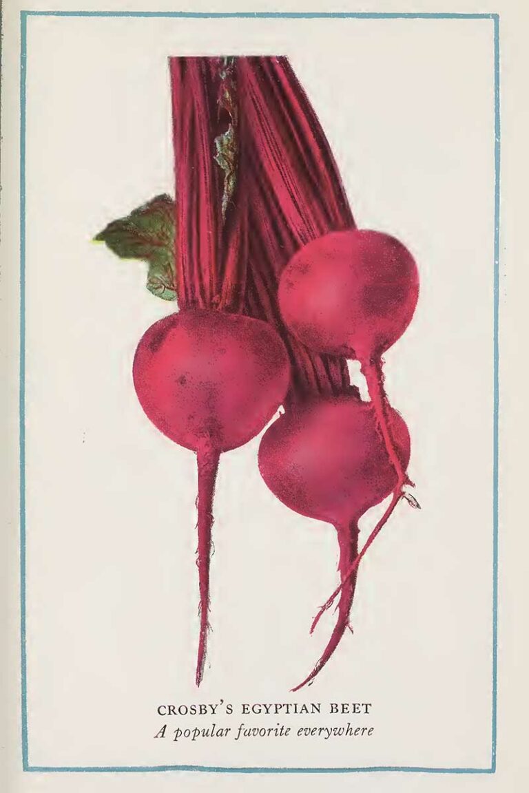 27 Free Vintage Vegetable Illustrations & Prints To Download - Picture ...