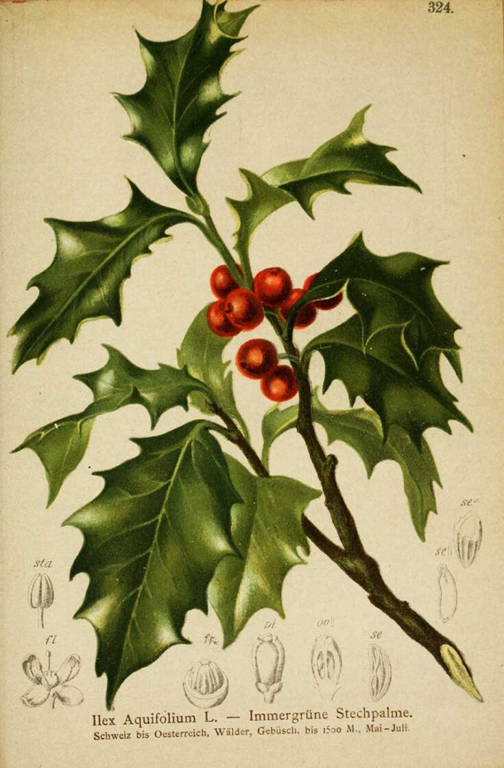 Wonderful Vintage Holly Illustrations and Prints - Picture Box Blue