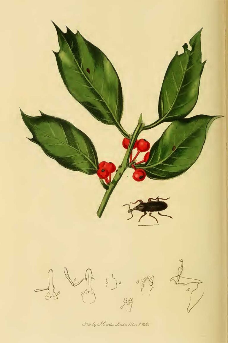 Wonderful Vintage Holly Illustrations and Prints - Picture Box Blue