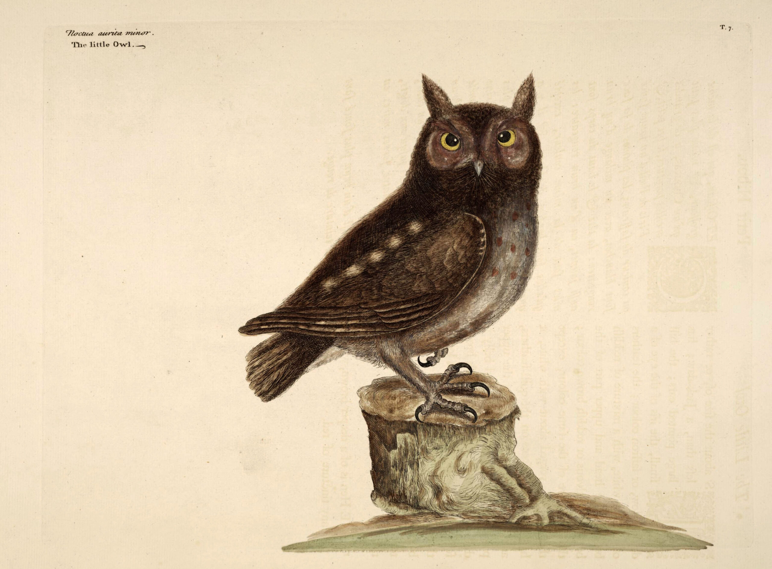 25 Enigmatic Vintage Owl Drawings & Illustrations In The Public Domain ...