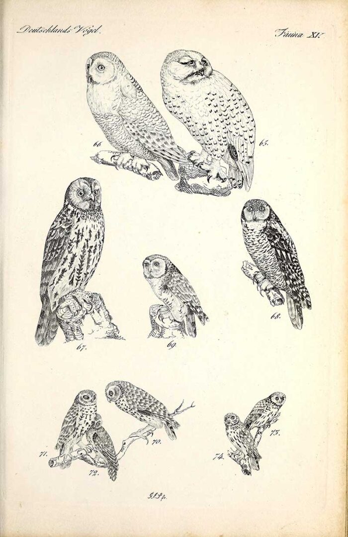 25 Enigmatic Vintage Owl Drawings & Illustrations In The Public Domain ...