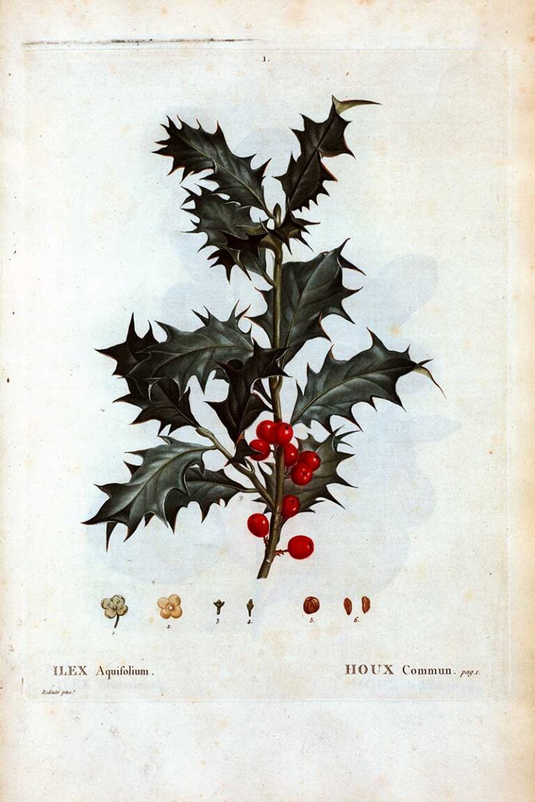 Wonderful Vintage Holly Illustrations and Prints - Picture Box Blue