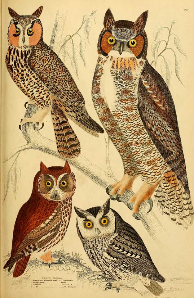 25 Enigmatic Vintage Owl Drawings & Illustrations In The Public Domain ...