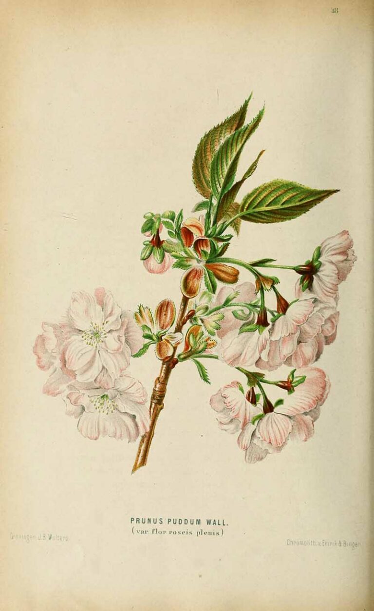 25+ Mesmerizing Cherry Blossom Artworks: Botanical Drawings ...