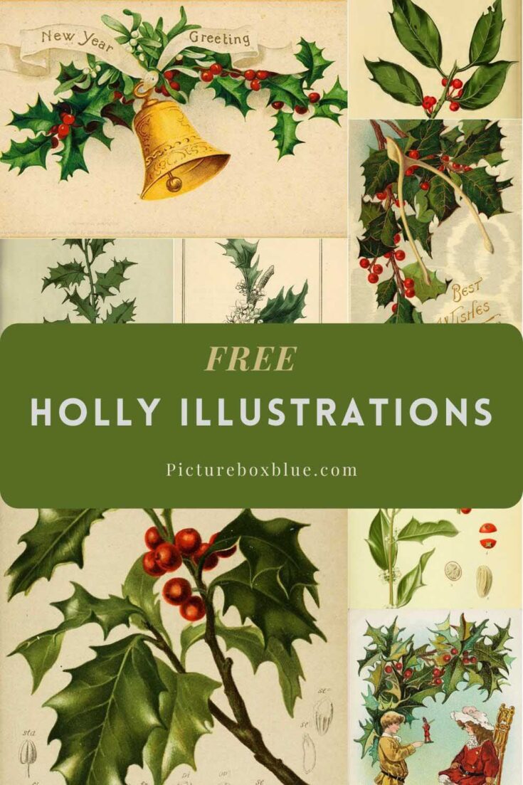 Wonderful Vintage Holly Illustrations and Prints - Picture Box Blue