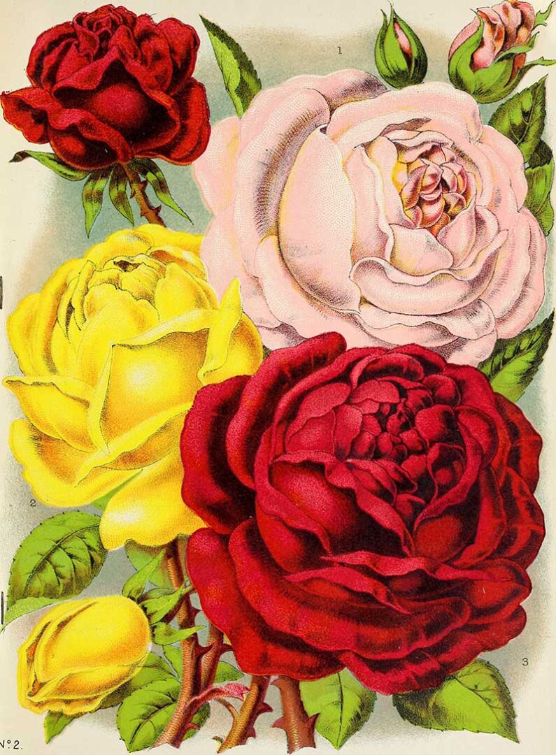 26 Free Vintage Rose Illustrations from Old Gardening Catalogs ...