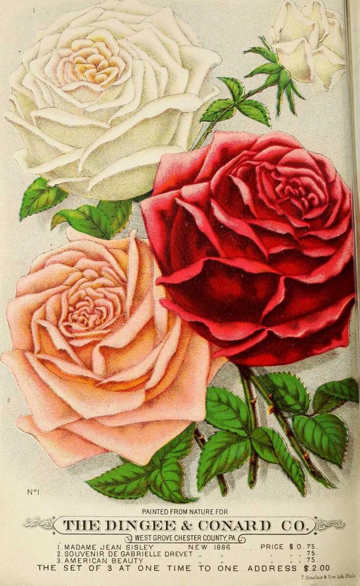 26 Free Vintage Rose Illustrations from Old Gardening Catalogs ...