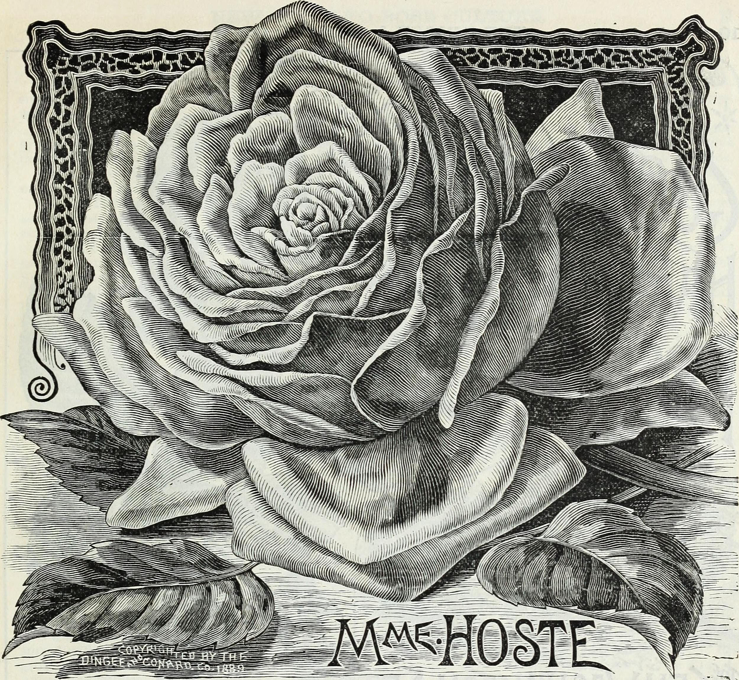 how to draw a vintage rose