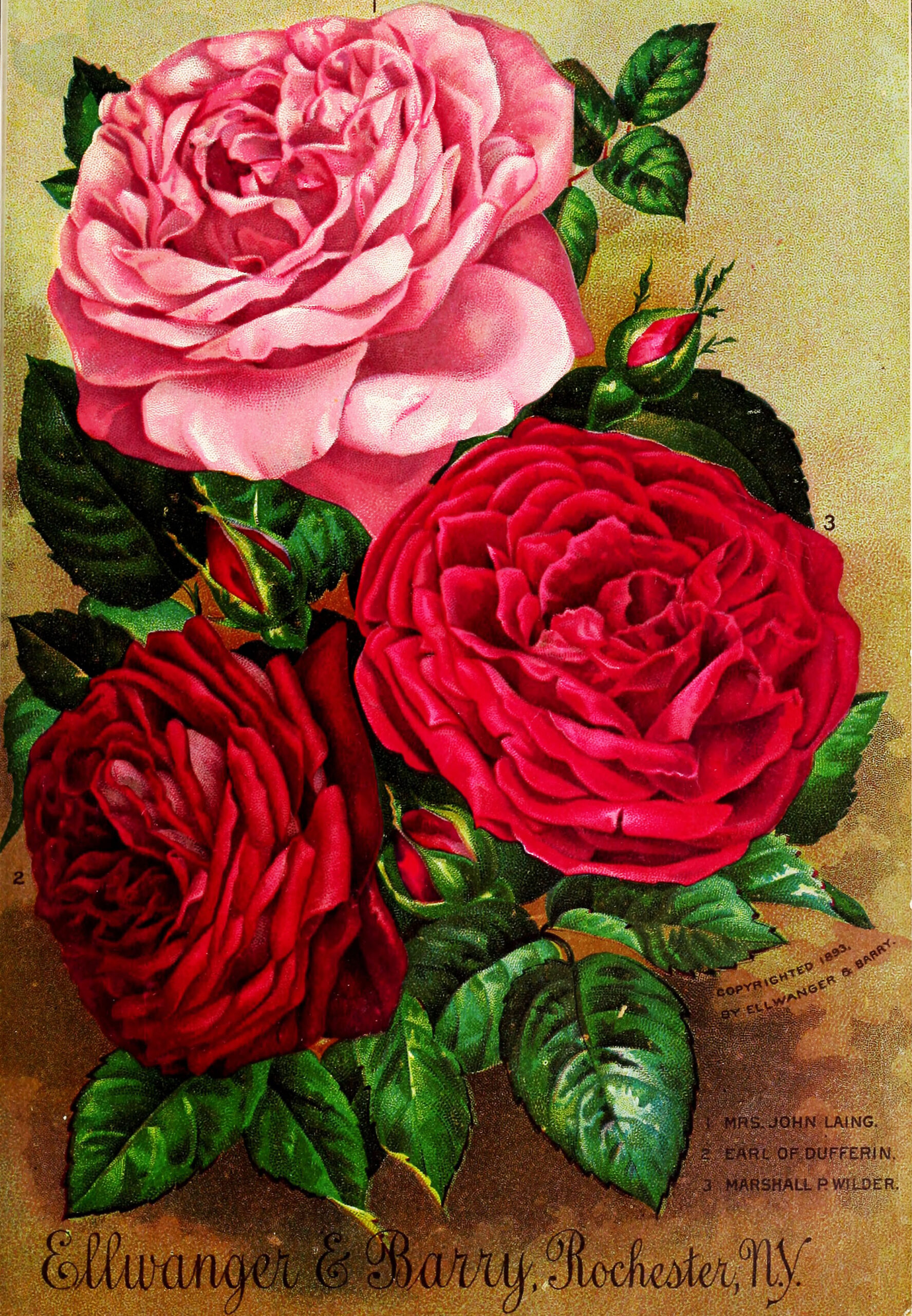 26 Free Vintage Rose Illustrations from Old Gardening Catalogs ...