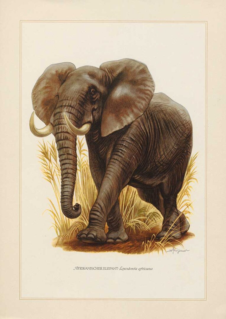 24 Copy-Right Free Vintage Elephant Illustrations and Drawings ...