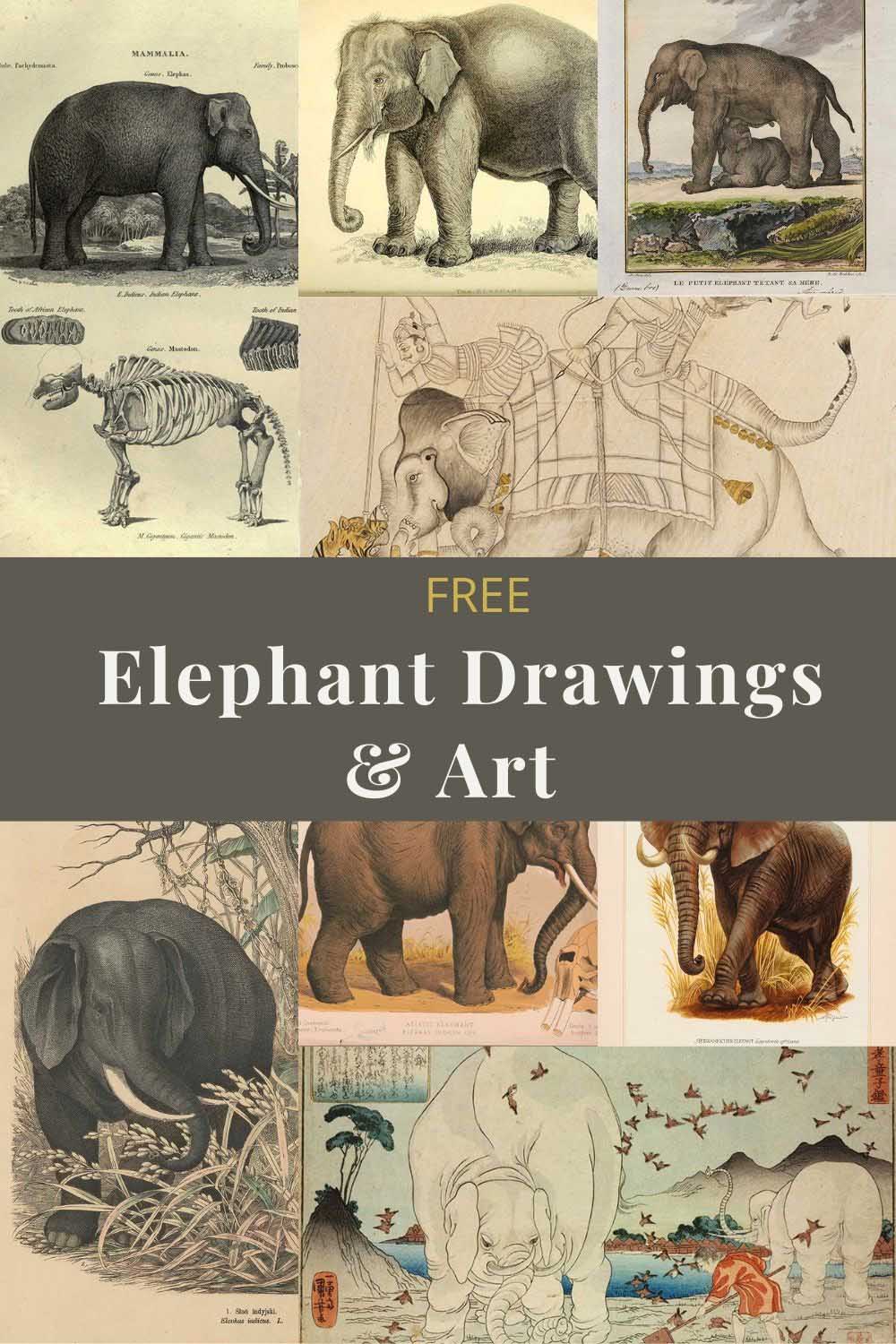 24 Copy-Right Free Vintage Elephant Illustrations and Drawings ...