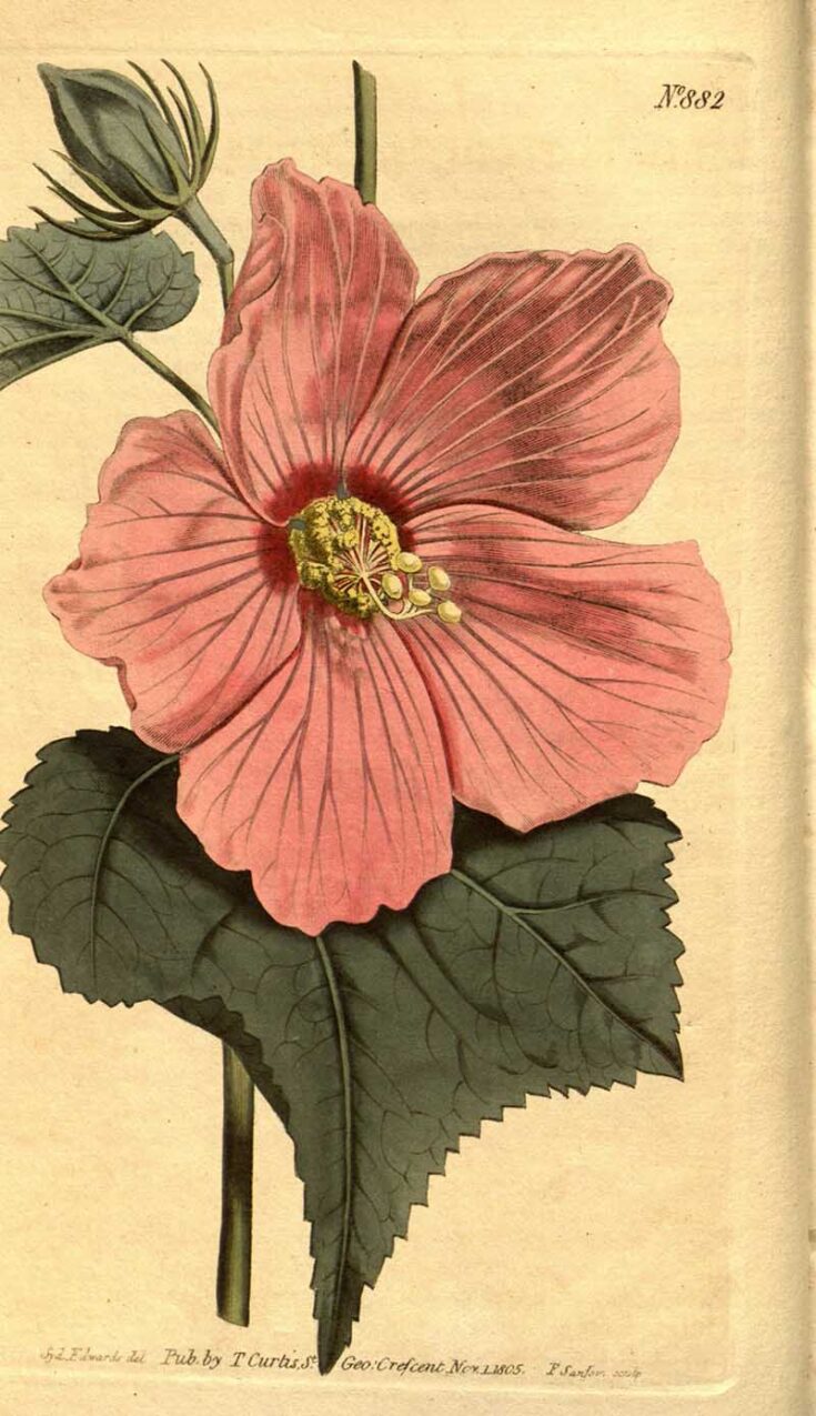 Beautiful Botanical Hibiscus Drawings and Illustrations - Picture Box Blue