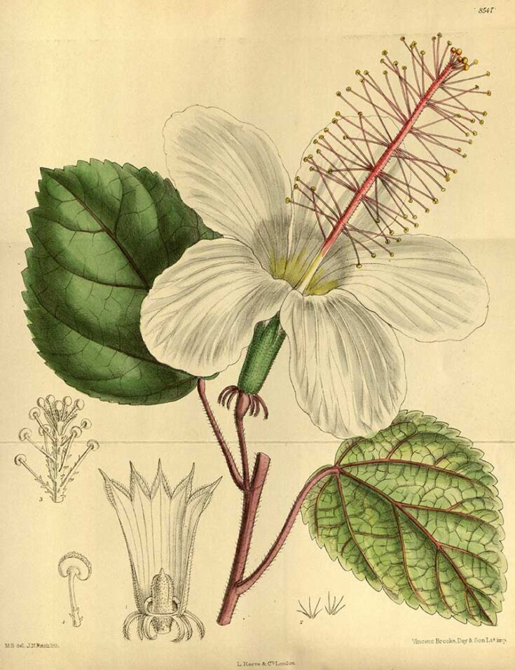 Beautiful Botanical Hibiscus Drawings and Illustrations - Picture Box Blue