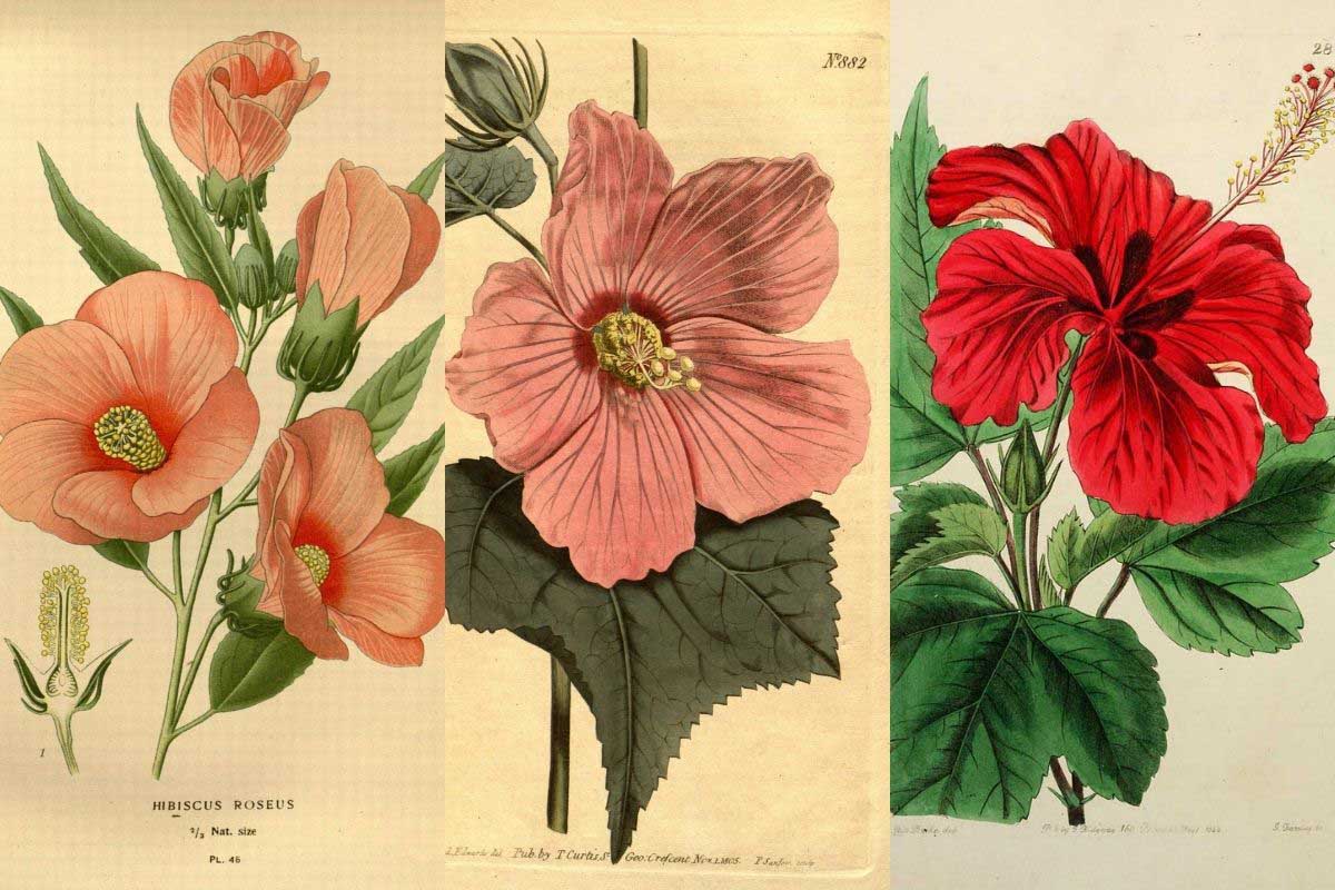 Beautiful Botanical Hibiscus Drawings and Illustrations - Picture Box Blue