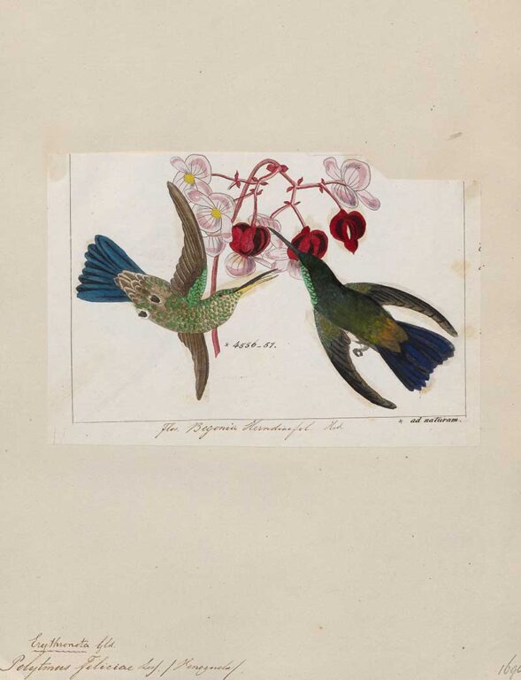 25 Gorgeous Free Vintage Hummingbird Prints - Picture Box Blue