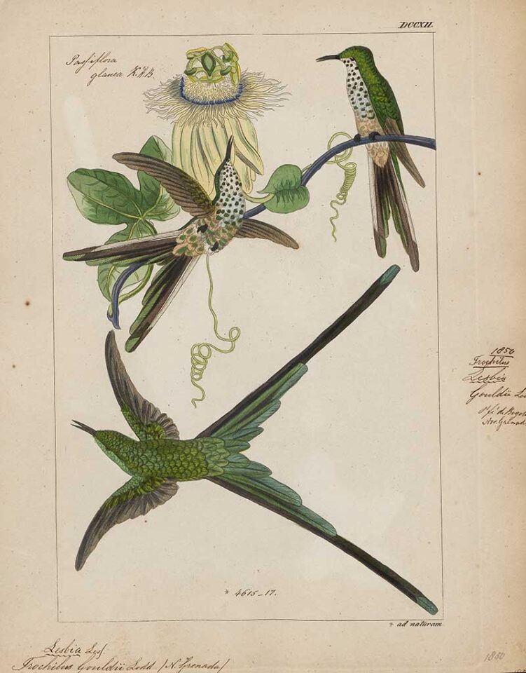 25 Gorgeous Free Vintage Hummingbird Prints - Picture Box Blue