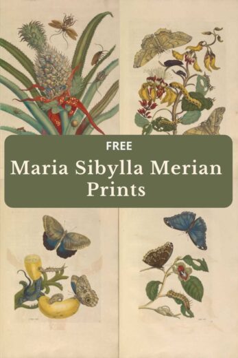 23 Stunning Merian Paintings: Where Art Meets Nature - Picture Box Blue