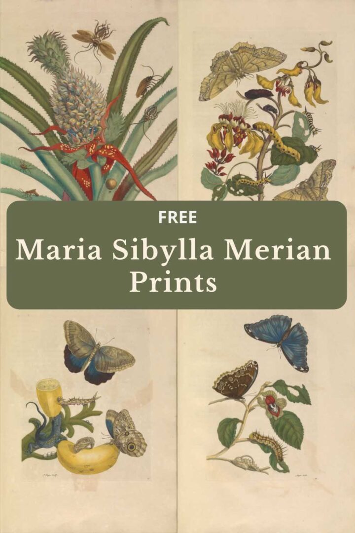 23 Stunning Merian Paintings: Where Art Meets Nature - Picture Box Blue