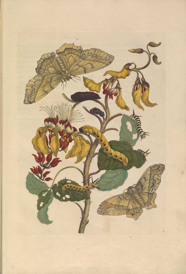 23 Stunning Merian Paintings: Where Art Meets Nature - Picture Box Blue