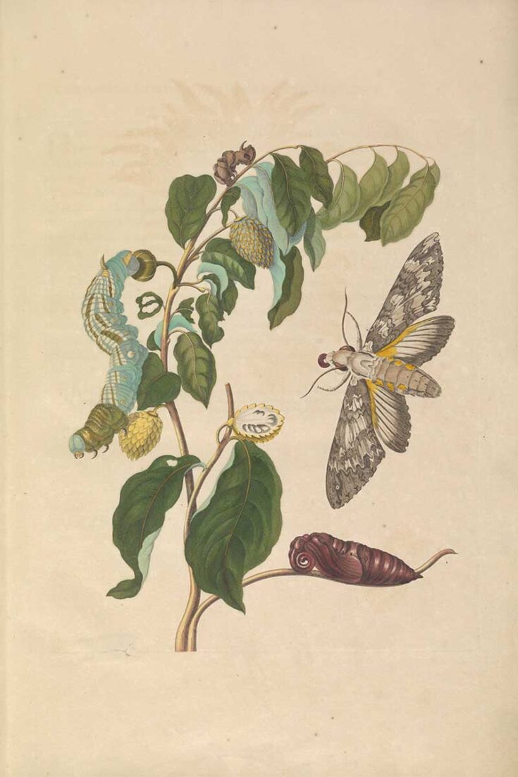 23 Stunning Merian Paintings: Where Art Meets Nature - Picture Box Blue