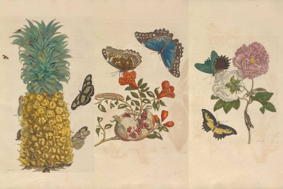 23 Stunning Merian Paintings: Where Art Meets Nature - Picture Box Blue