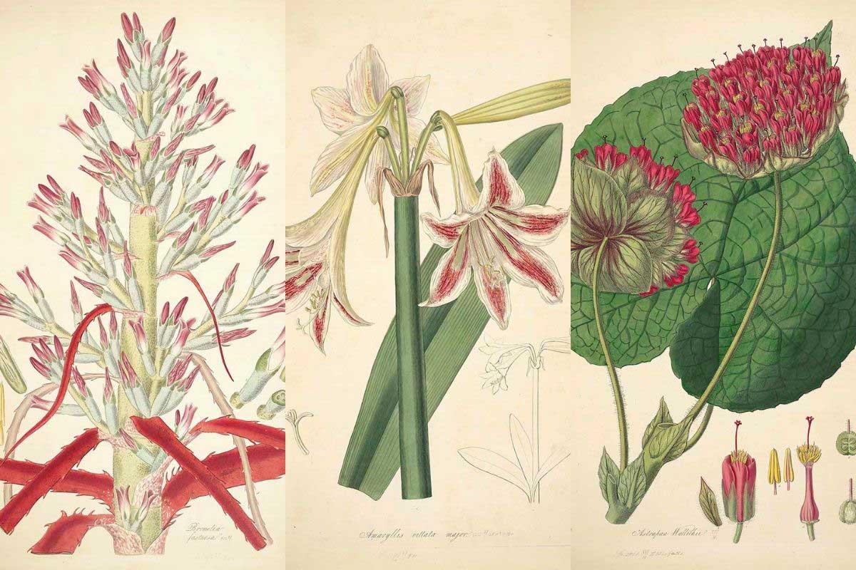 Tropical Botanical Illustrations of John Lindley - Picture Box Blue