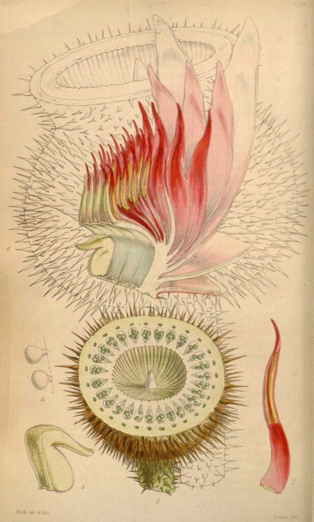 Vintage Giant Water Lily (Victoria Amazonica) Illustrations - Picture ...