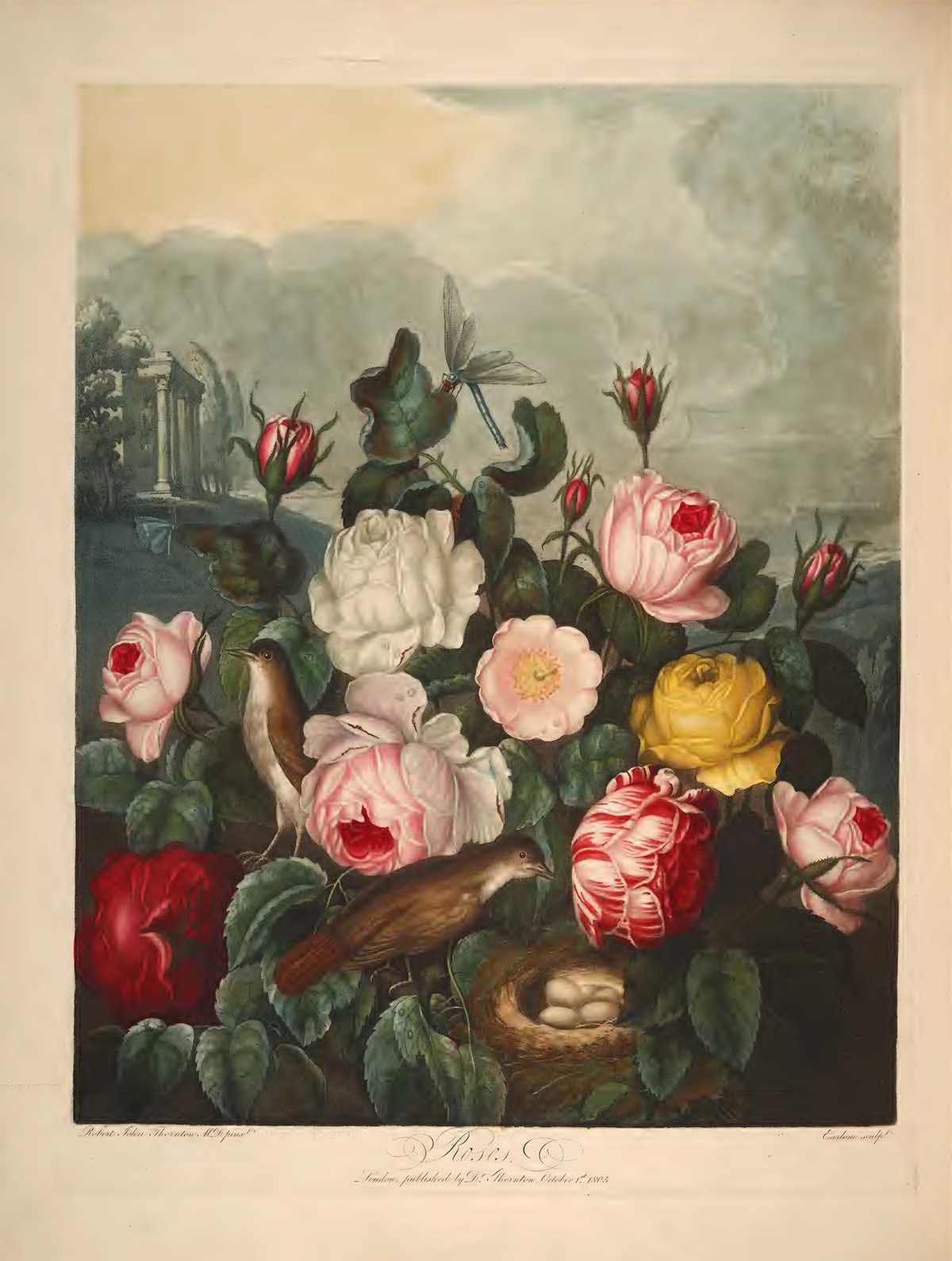 14 Free Vintage Botanical Rose Prints In The Public Domain - Picture ...